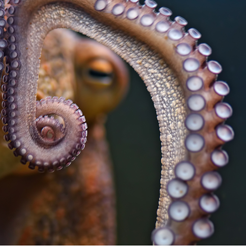 Cephalopod Life Cycles: From Alien Larvae to World's Most Patient Moms ...