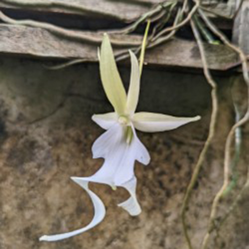 Famous Orchids in History - Smithsonian Associates