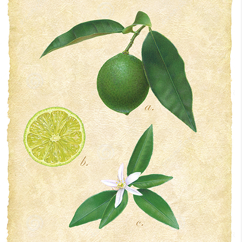 Introduction to Biological Illustration - Smithsonian Associates