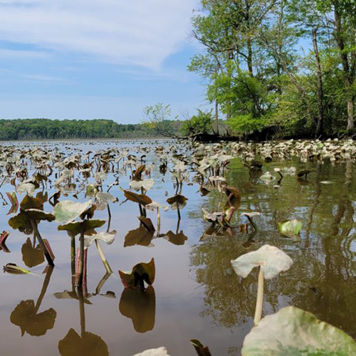 Jug Bay Wetlands Sanctuary - Smithsonian Associates