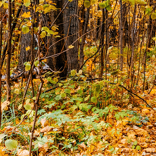 Autumn Splendor in Seneca Regional Park - Smithsonian Associates